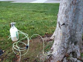 Providence Horticulture » Arborjet