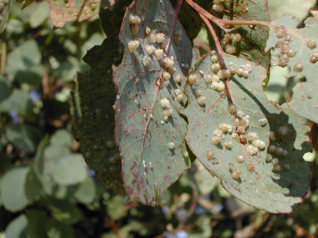 Providence Horticulture » Lerp Psyllid