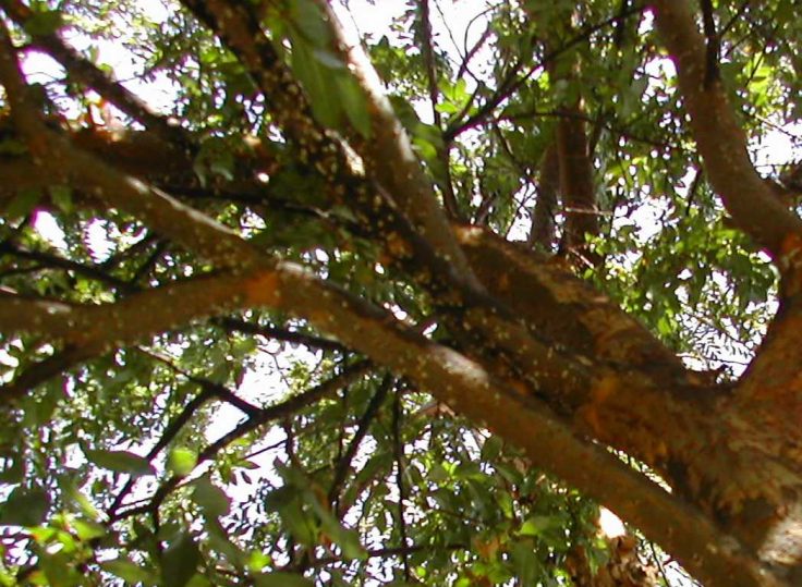 Providence Horticulture » Scale – Elm