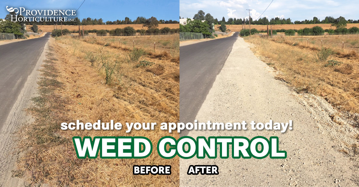 Providence Horticulture » Weed Control